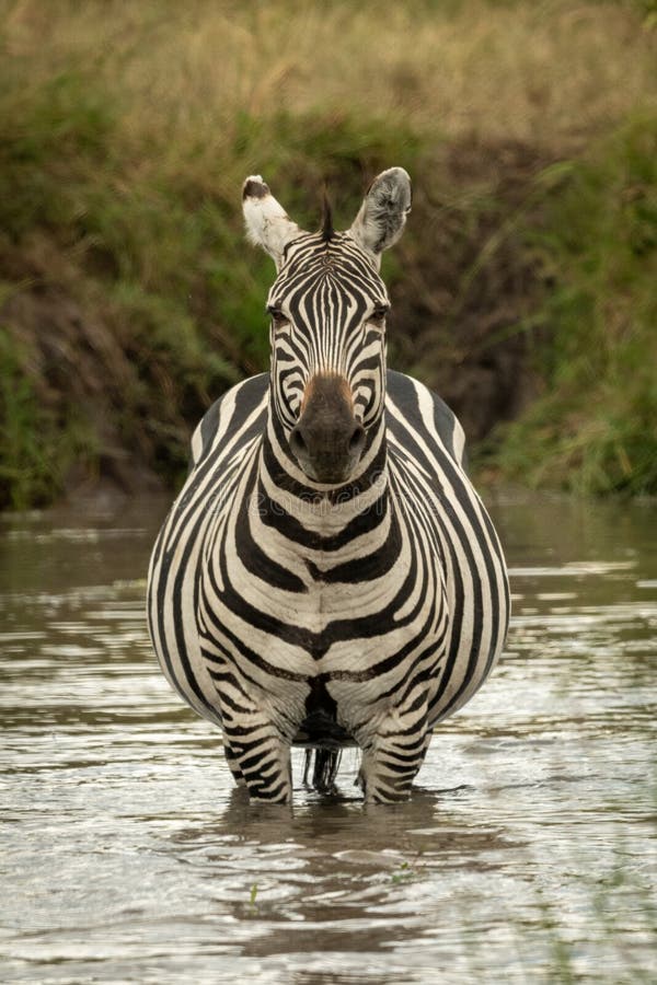235 Zebra Facing Stock Photos - Free & Royalty-Free Stock Photos from ...