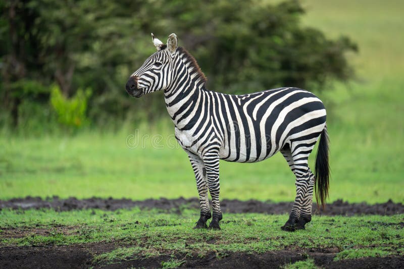 Plains Zebra Stands in Profile Near Trees Stock Image - Image of ...