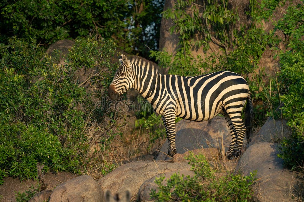 Plains Zebra Stands in Profile on Rocks Stock Image - Image of ...
