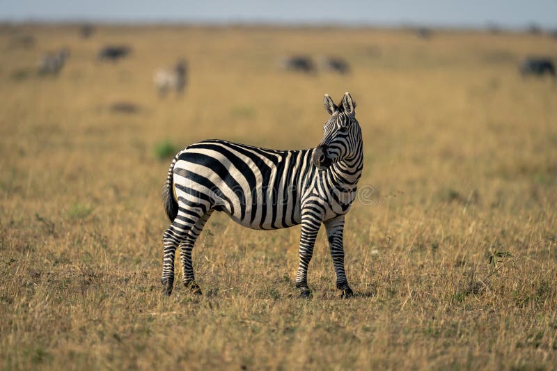 Plains Zebra Stands Turning Head in Savannah Stock Photo - Image of ...