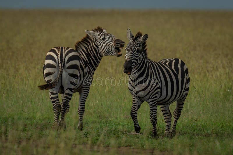 Plains Zebra Stands Twisting To Bite Another Stock Photo - Image of ...