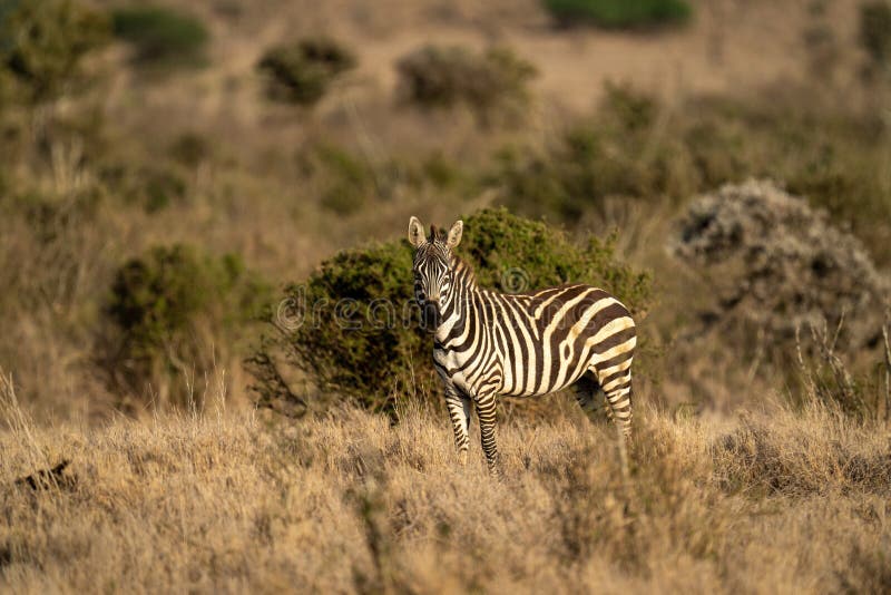 Plains Zebra Stands Watching Camera on Savannah Stock Photo - Image of ...