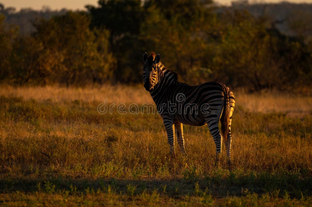 Plains Zebra Stands Watching Camera at Sunup Stock Photo - Image of ...