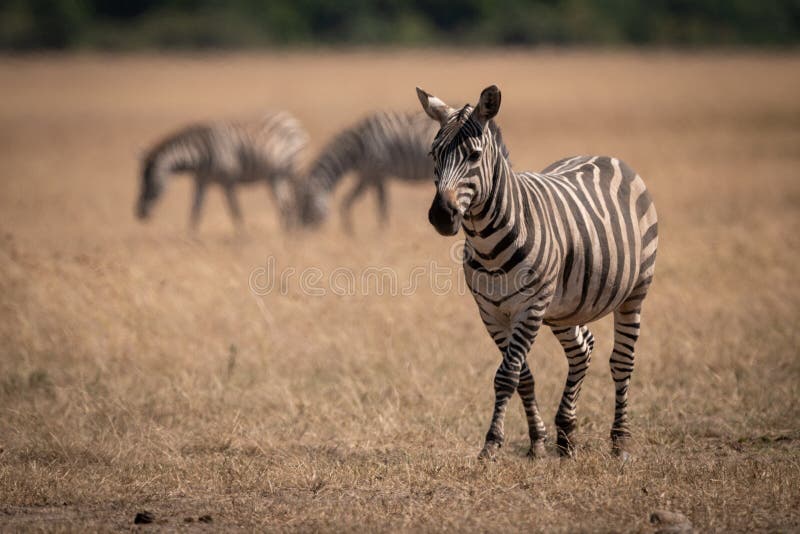 Plains Zebra Walking on Savannah Near Others Stock Image - Image of ...