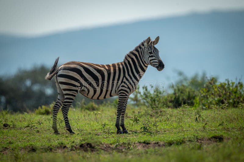 Plains Zebra Walks Across River in Spray Stock Image - Image of mara ... Plains Zebra Walks Across River in Spray Stock Image - Image of mara ...