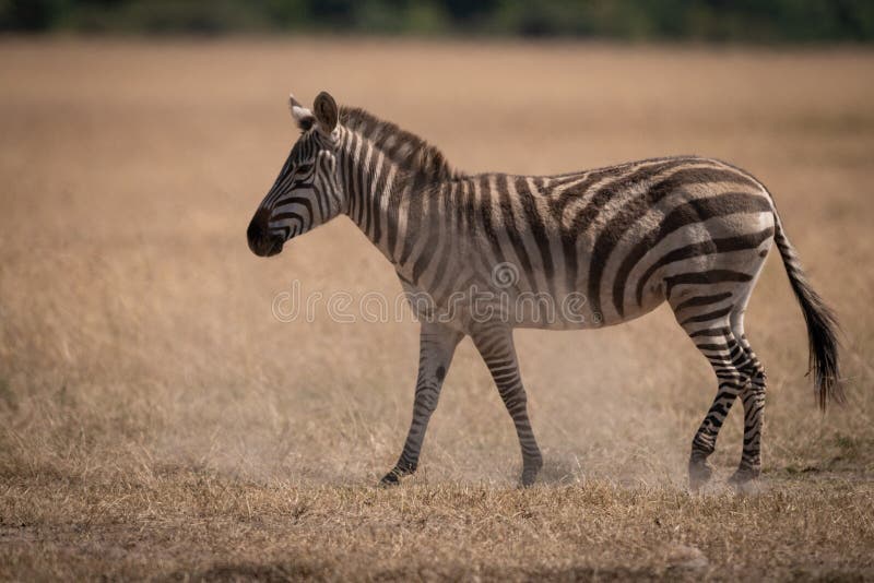 Plains Zebra Walks on Grass in Savannah Stock Image - Image of ...