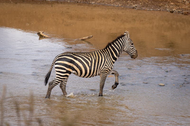 Plains Zebra Walks in Shallows Lifting Foot Stock Photo - Image of ...