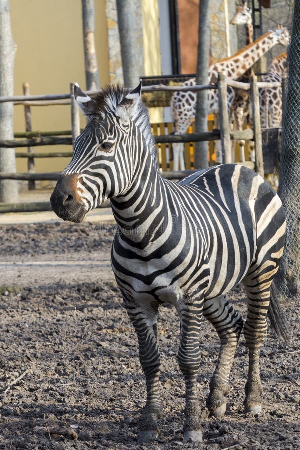 Plains zebra in winter stock photo. Image of equidae - 140453400