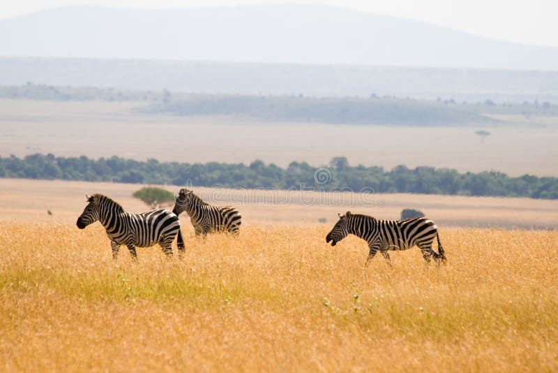 Plains Zebras stock image. Image of portrait, african - 27990559