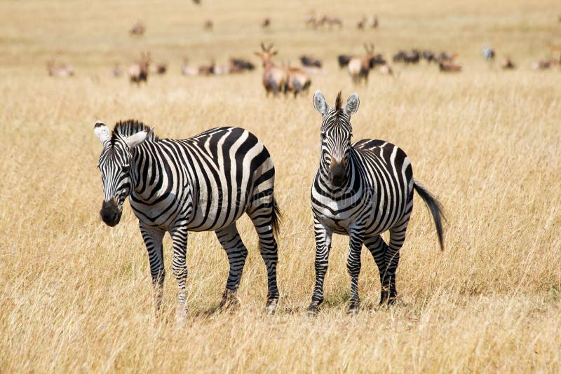 Plains zebras stock image. Image of national, africa - 28267685