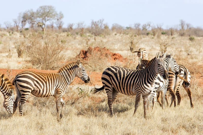 Plains Zebras (Equus Burchellii) Stock Photo - Image of road, fauna ...
