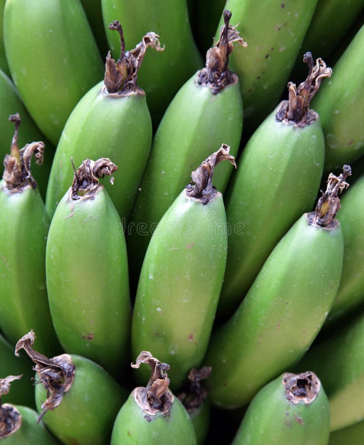 Plaintains on the Tree stock image. Image of green, native - 5606233