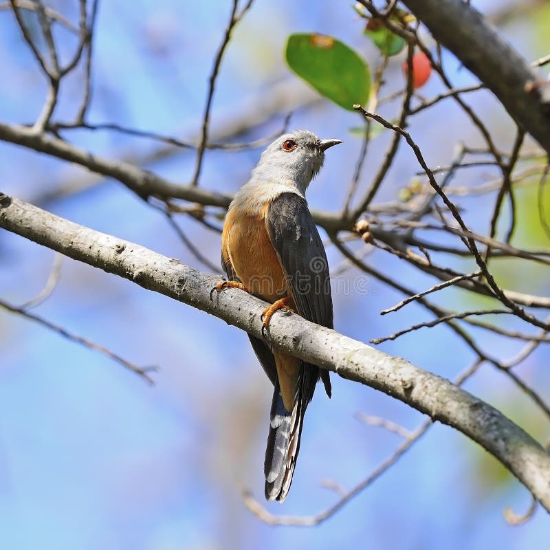 Plaintive Cuckoo stock photo. Image of avian, birding - 32806374