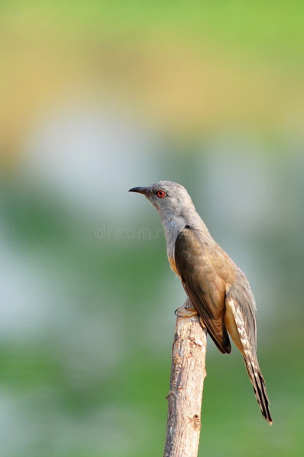Plaintive Cuckoo bird stock photo. Image of plaintive - 23698626
