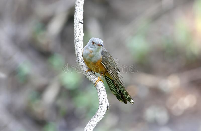 Plaintive Cuckoo Cacomantis Merulinus Stock Photo - Image of wildlife ...