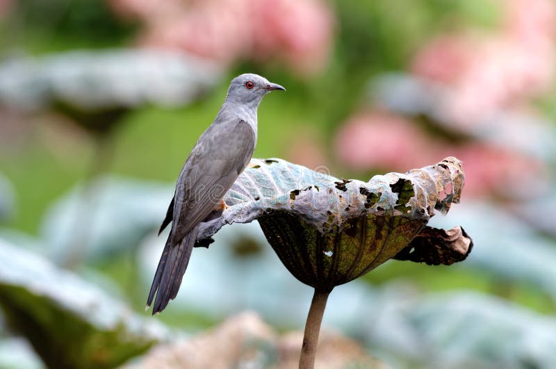 Plaintive Cuckoo Cacomantis Merulinus Stock Image - Image of green ...
