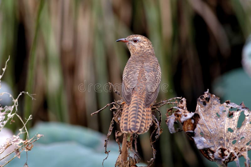 Plaintive Cuckoo Cacomantis Merulinus Stock Image - Image of green ...