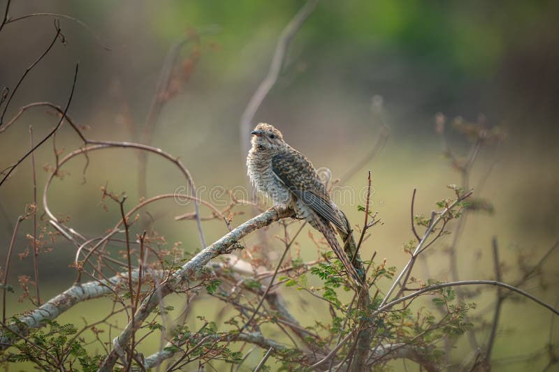 Plaintive Cuckoo, Cacomantis Merulinus Stock Image - Image of ...