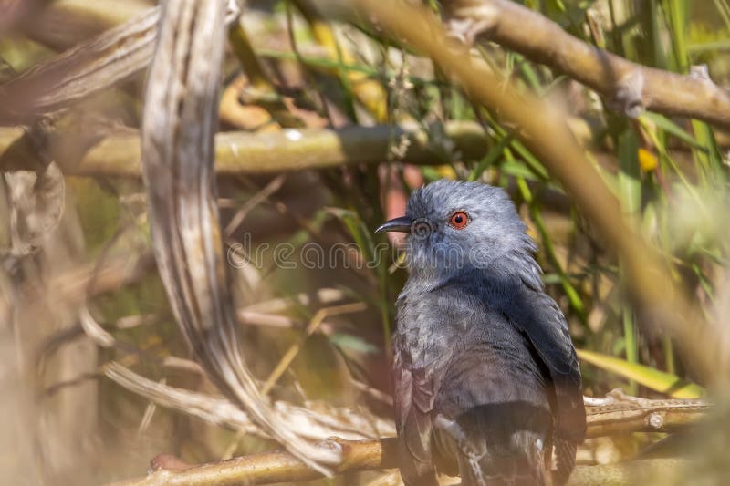 Plaintive Cuckoo stock photo. Image of spring, flying - 167663674