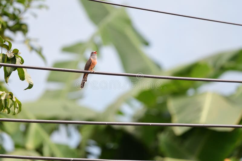 Plaintive cuckoo stock photo. Image of bill, bird, branch - 264706050