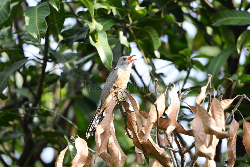 Plaintive cuckoo stock photo. Image of tree, perching - 264706006