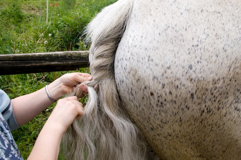 Plaiting. stock photo. Image of view, rump, rear, outdoors - 14787208
