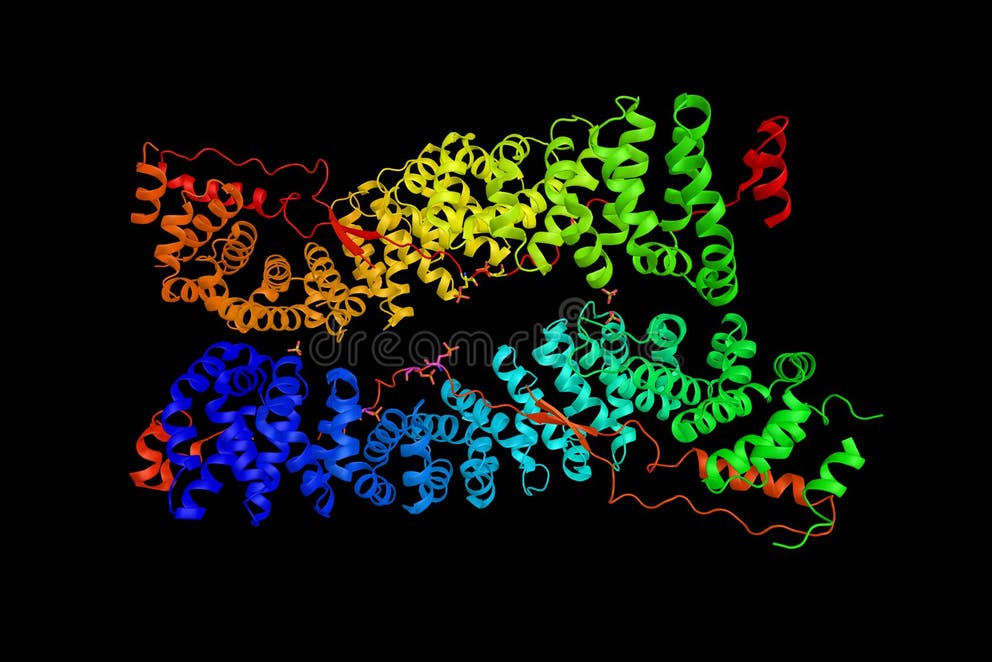 Plakoglobin, a Protein Which is a Cytoplasmic Component of Desmosomes ...