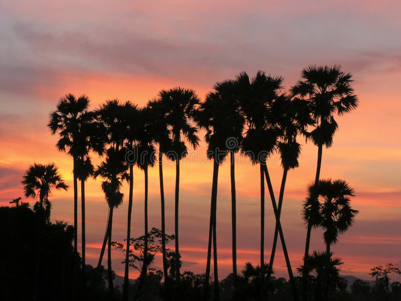 Plam stock image. Image of rural, park, outdoor, palm - 27971331