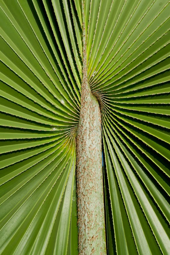 Plam Leaf on Background stock photo. Image of texture - 26192146