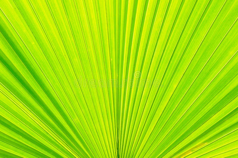 Plam leaf texture stock image. Image of life, garden - 26254249