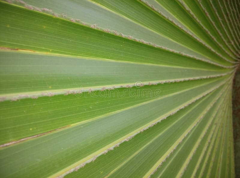 Plam leaf stock photo. Image of background, jungle, lush - 44399672