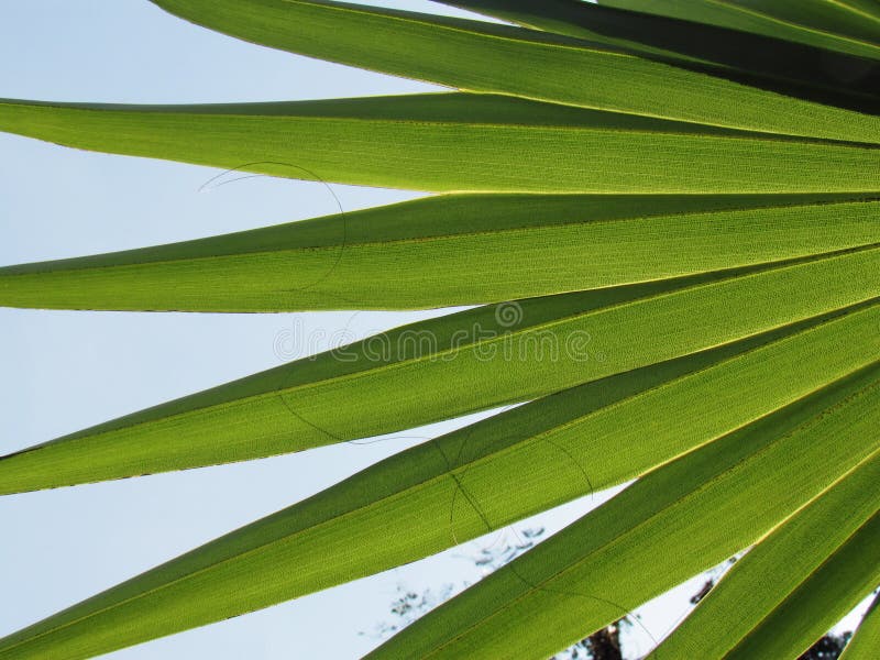 Plam Leaves Backlit Against the Sky Fresh Spring Background Stock Photo ...
