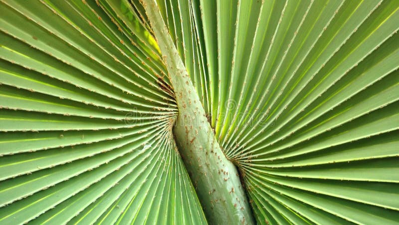 Plam leaves stock photo. Image of plam, green, natrue - 99187688