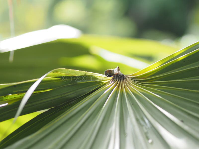 Palm Leaves Have a Distinctive Shape Green Color Background Stock Image ...