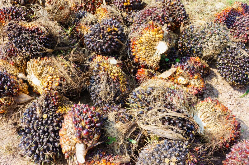 Plam nut stock photo. Image of tree, material, plam, agricultural ...