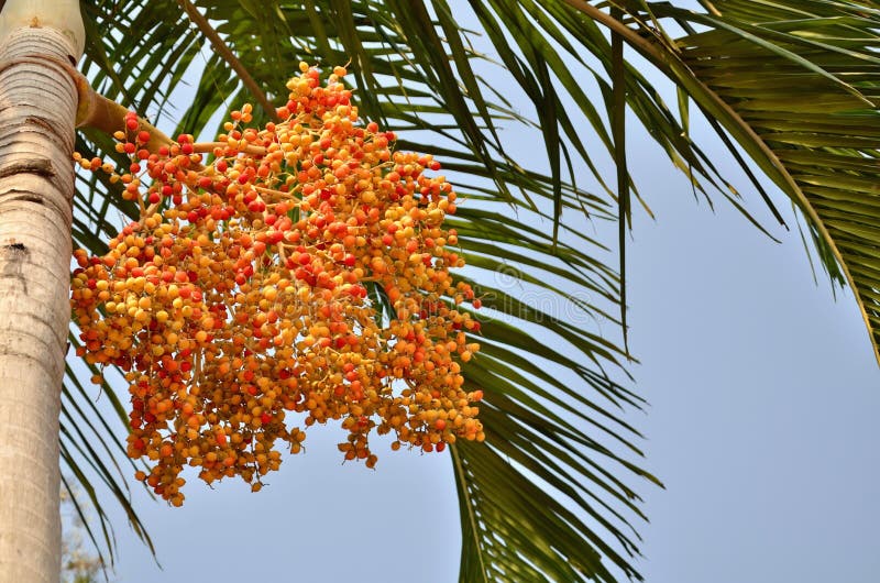 Plam plant from asia stock image. Image of food, medicine - 67646523