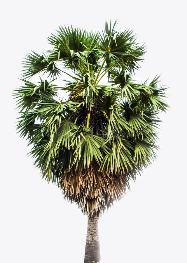 Sugar Treeon Stock Photos - Free & Royalty-Free Stock Photos from ...