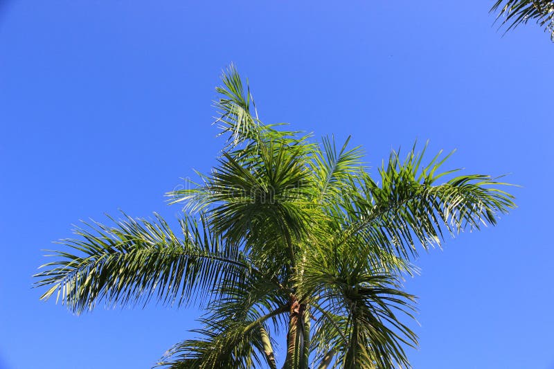 Plam Tee or Coconut Branch Isolated with White Background Stock Image ...