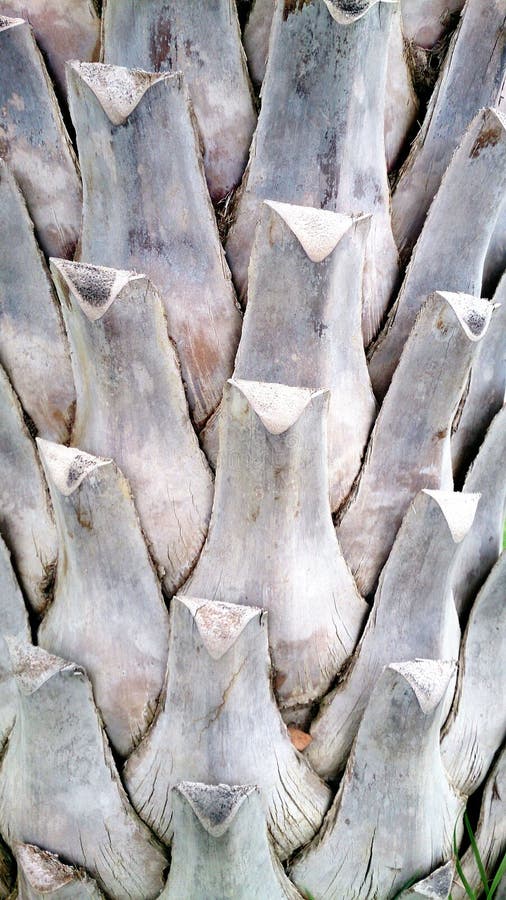 396 Plam Tree Texture Stock Photos - Free & Royalty-Free Stock Photos ...