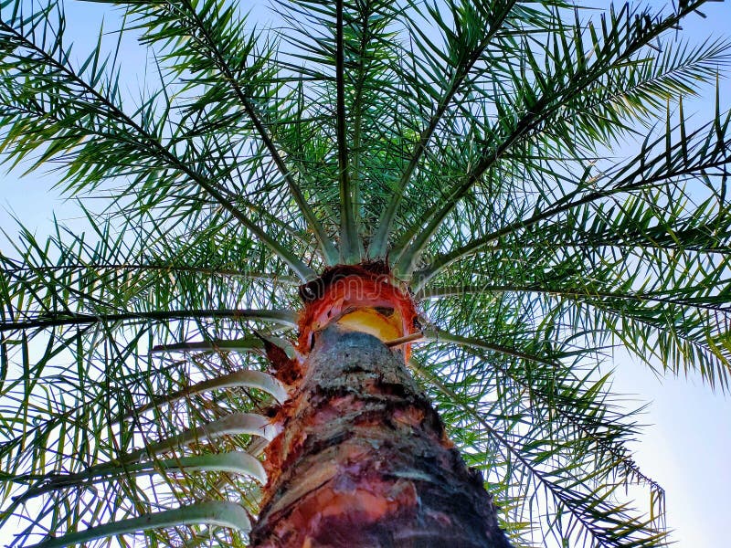 Plam tree stock photo. Image of village, green, tree - 174332182