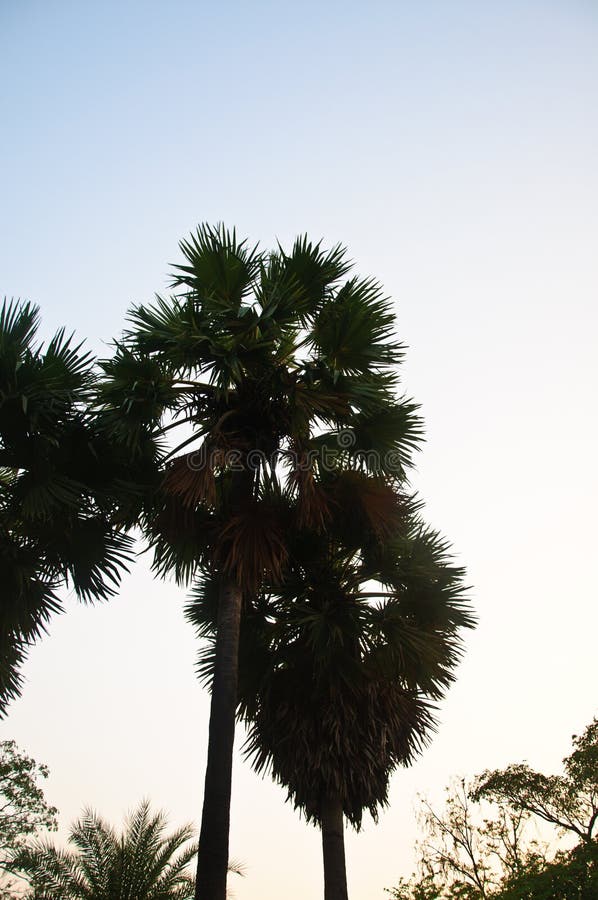 Plam tree stock photo. Image of plam, tropical, summer - 44170596