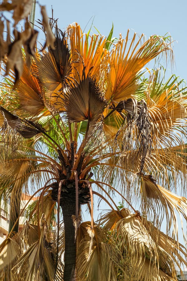 Tropical Plam Tree Closeup stock photo. Image of brown - 939646