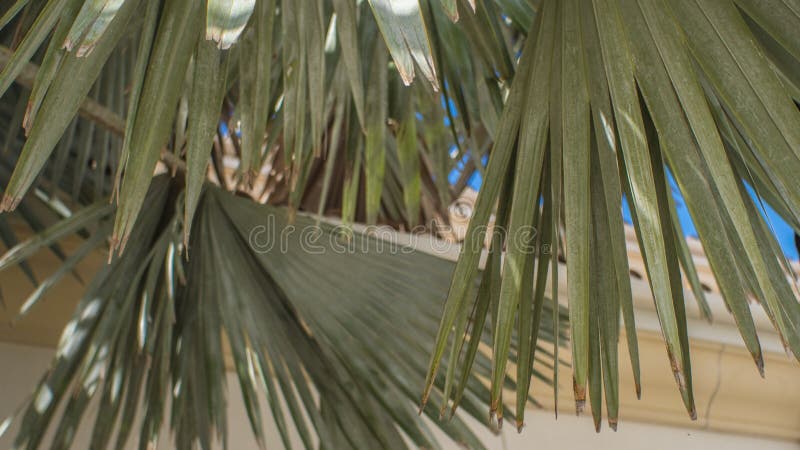 Plam Tree Foliage Panorama with Copy Space Stock Photo - Image of ...