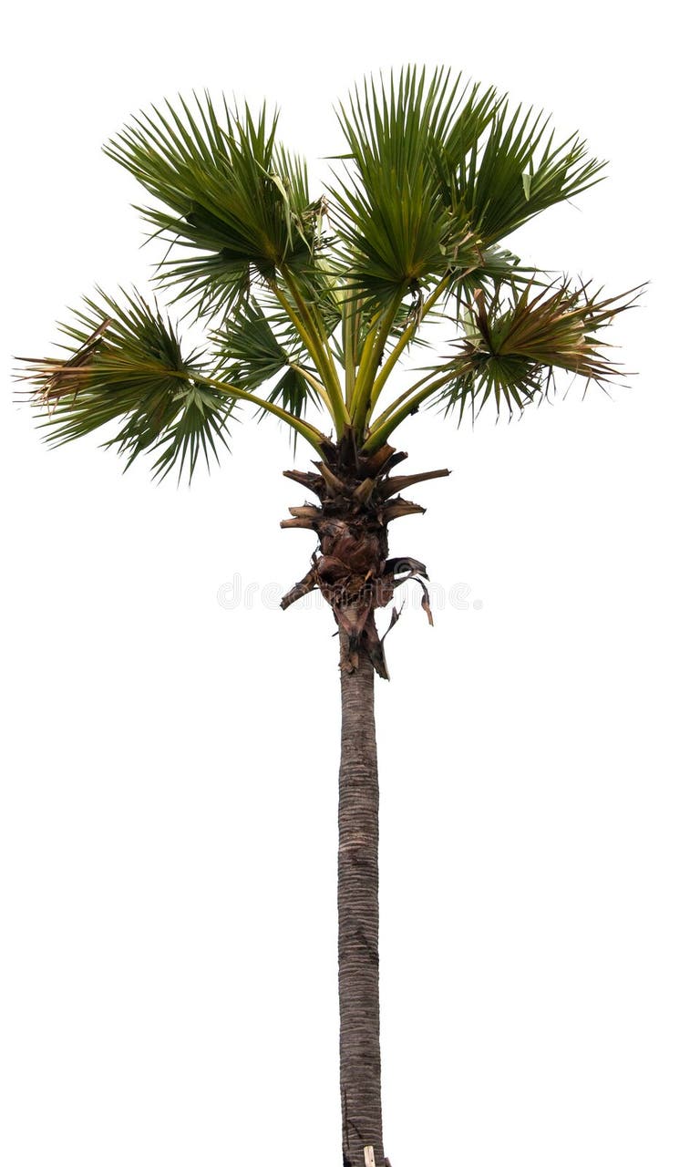 5,734 Plam Niki Stock Photos - Free & Royalty-Free Stock Photos from ...