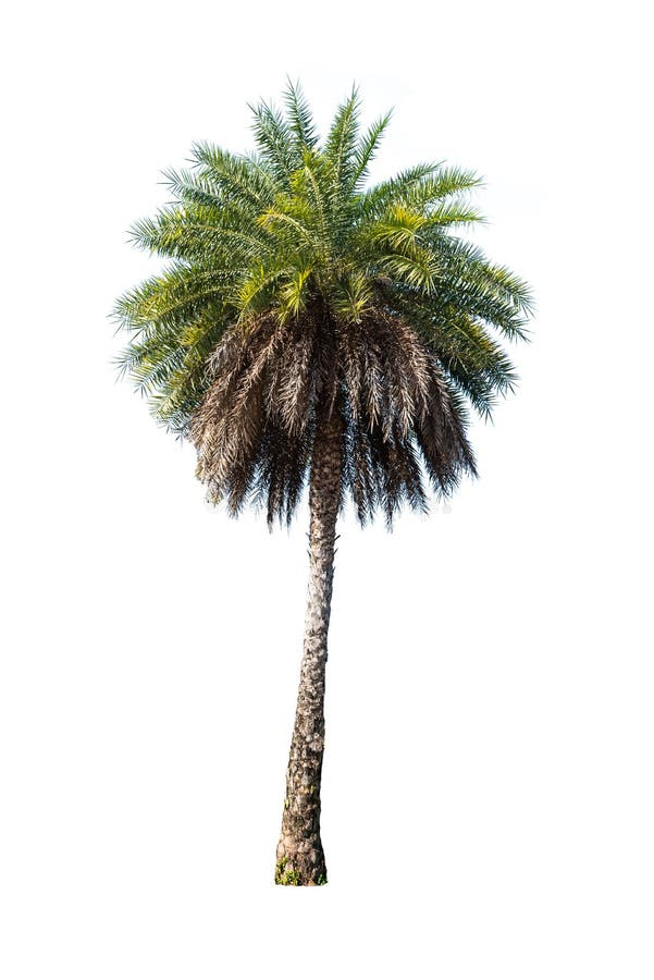 Plam Tree Isolated on White Stock Photo - Image of plam, curve: 58502316