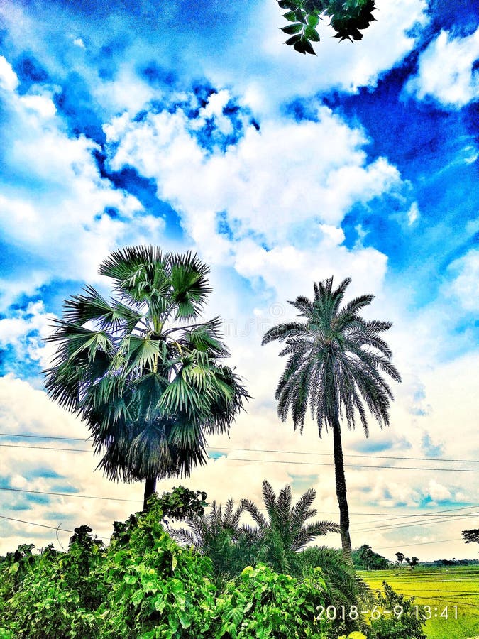 Plam tree stock image. Image of neture, tree, beautiful - 132927501