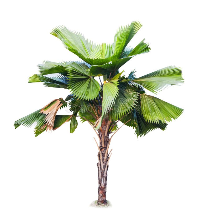 Plam Tree On Isolate White Background Stock Image - Image of tropical ...