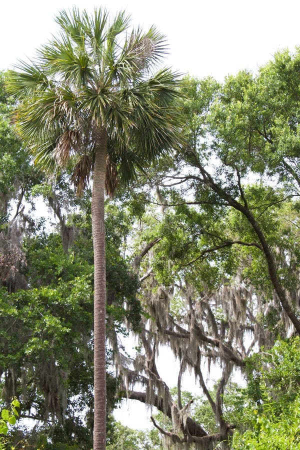 Plam tree in a Swamp stock photo. Image of swamp, exposer - 219621116
