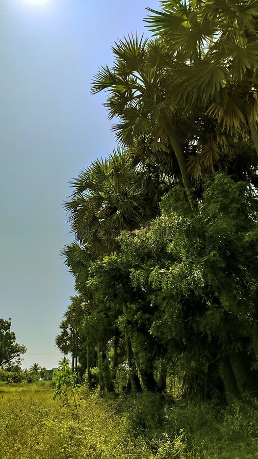 Plam Tree of Thick Group in a Line Stock Photo - Image of empty, landn ...