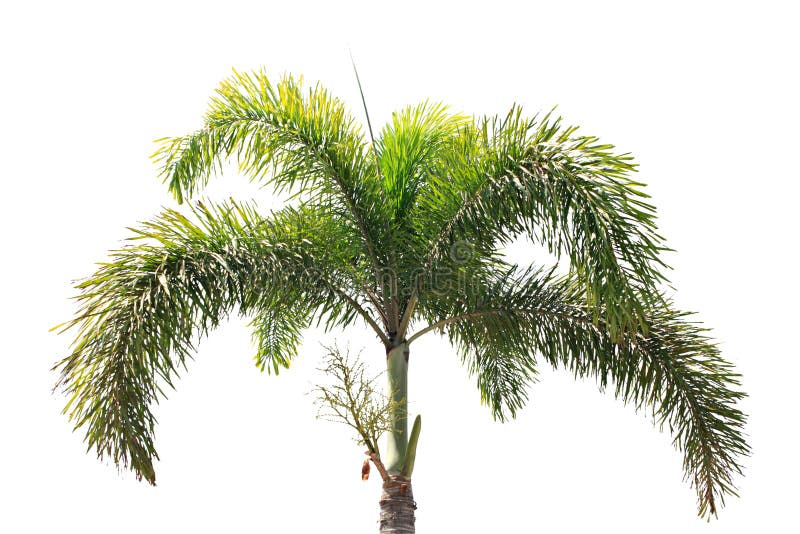 Plam Trees Isolated on White Background Stock Photo - Image of palm ...